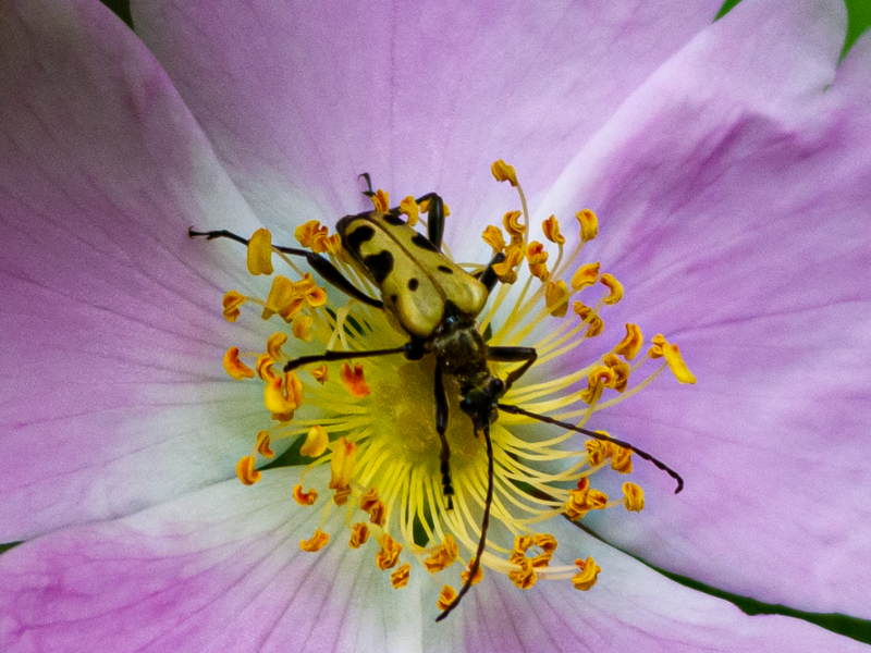 Meet the Beetles (of Alberta) | Royal Alberta Museum